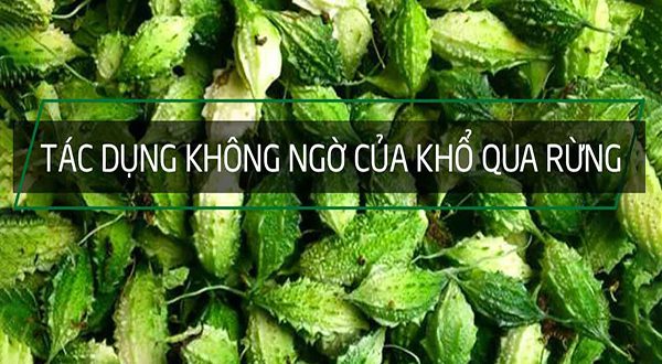 Khổ qua rừng với những công dụng đặc biệt cho sức khỏe